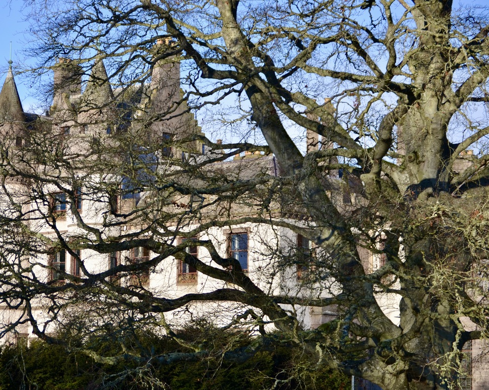Maggie's Tree or Old Maggie - Cateran Ecomuseum