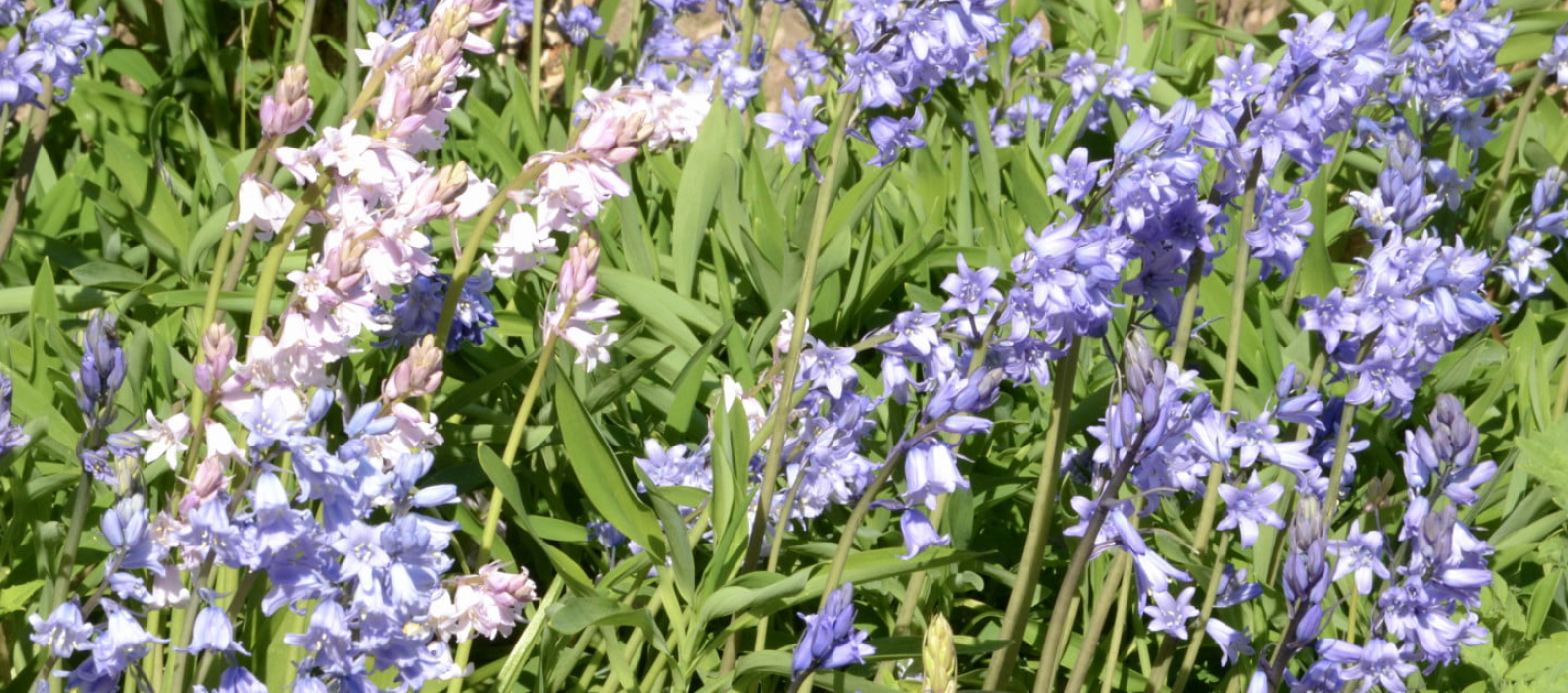 Blog - Cateran Ecomuseum