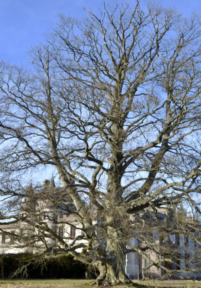 Maggie's Tree or Old Maggie - Cateran Ecomuseum